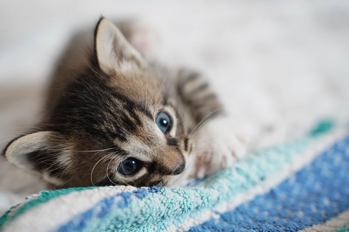 Syv killinger genforenet med mor efter at være efterladt i en rygsæk | Dyrenes Beskyttelse